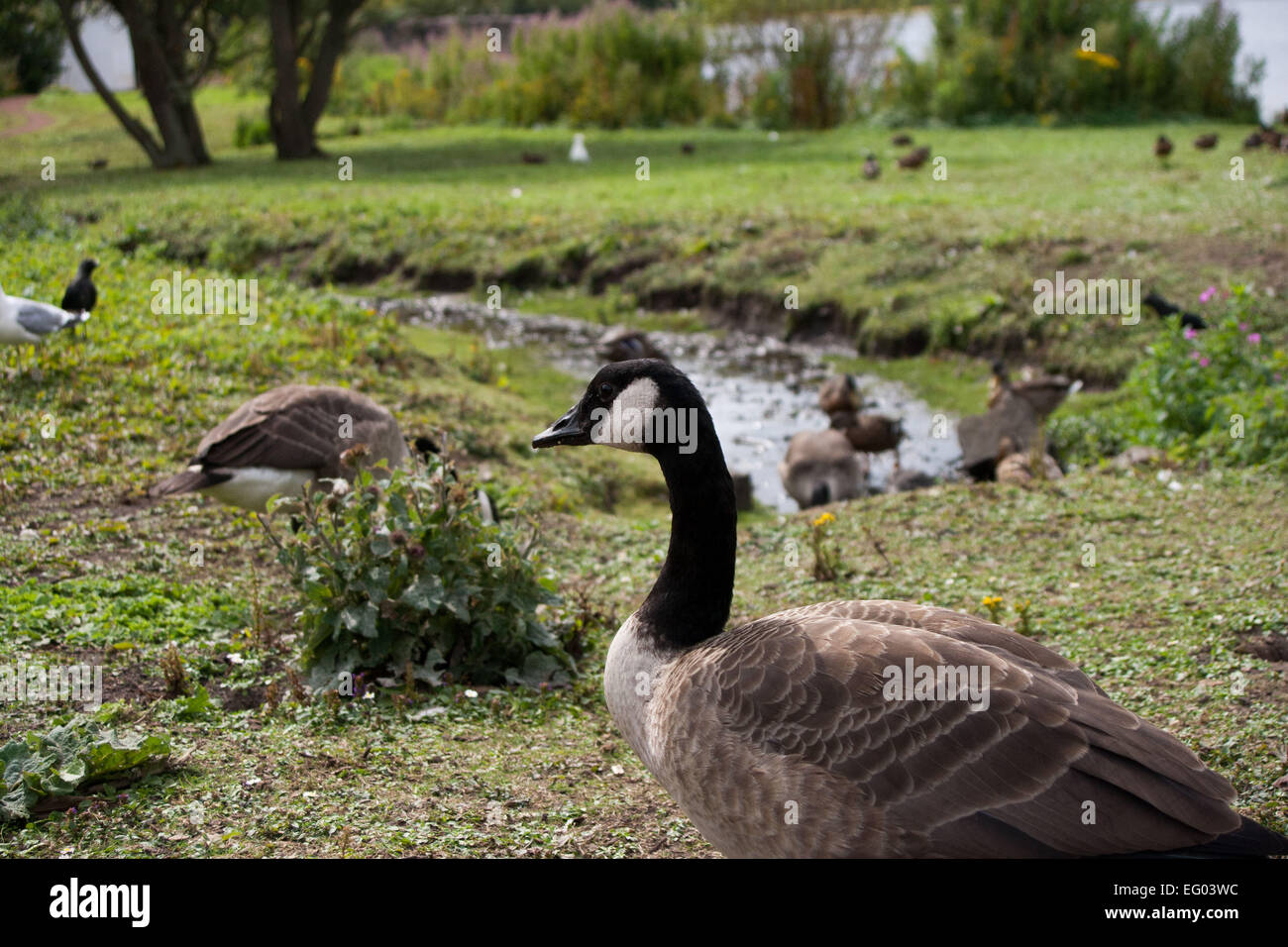 Canada goose park hi-res stock photography and images - Alamy