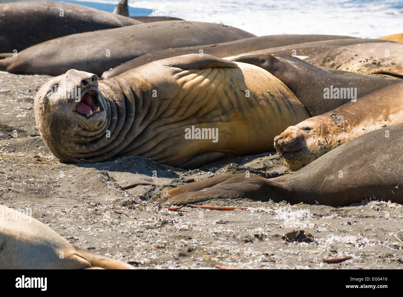 Angry seals hi-res stock photography and images - Alamy