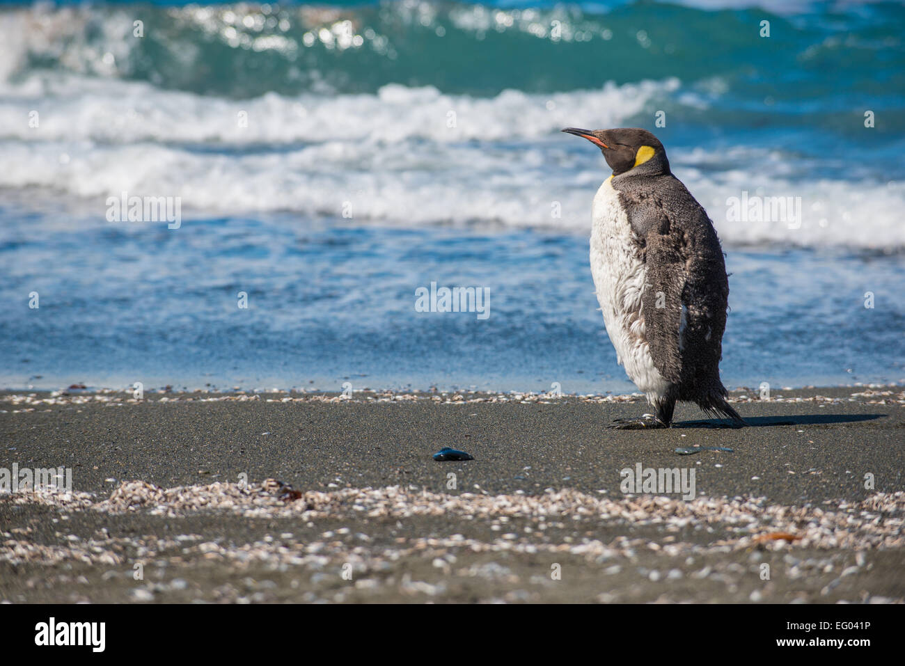 King penguin moulting hi-res stock photography and images - Alamy