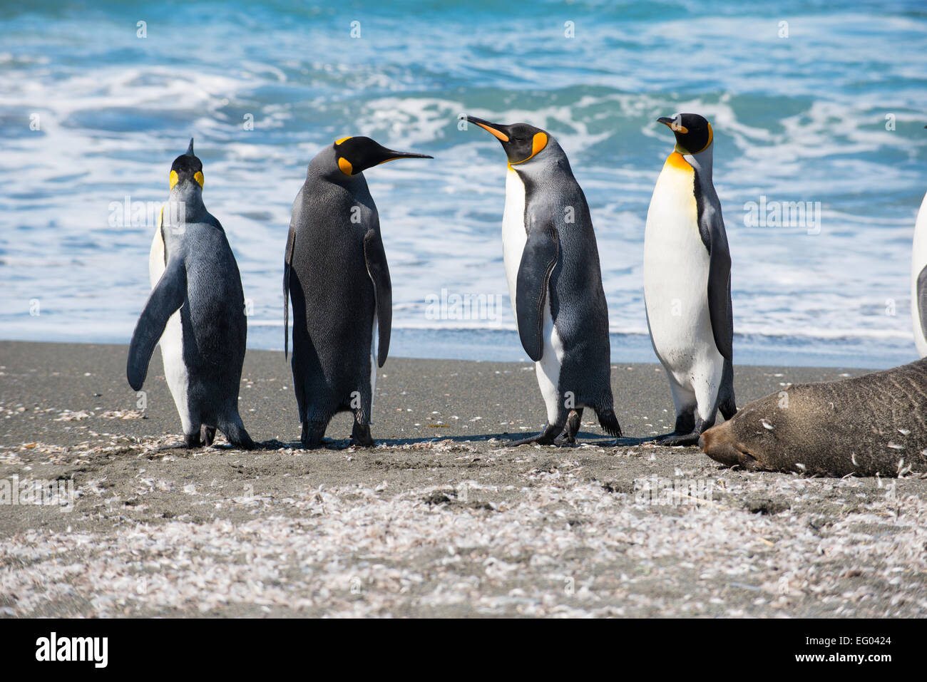 King Penguin (Aptenodytes patagonicus) at Gold Harbour shoreline, South ...