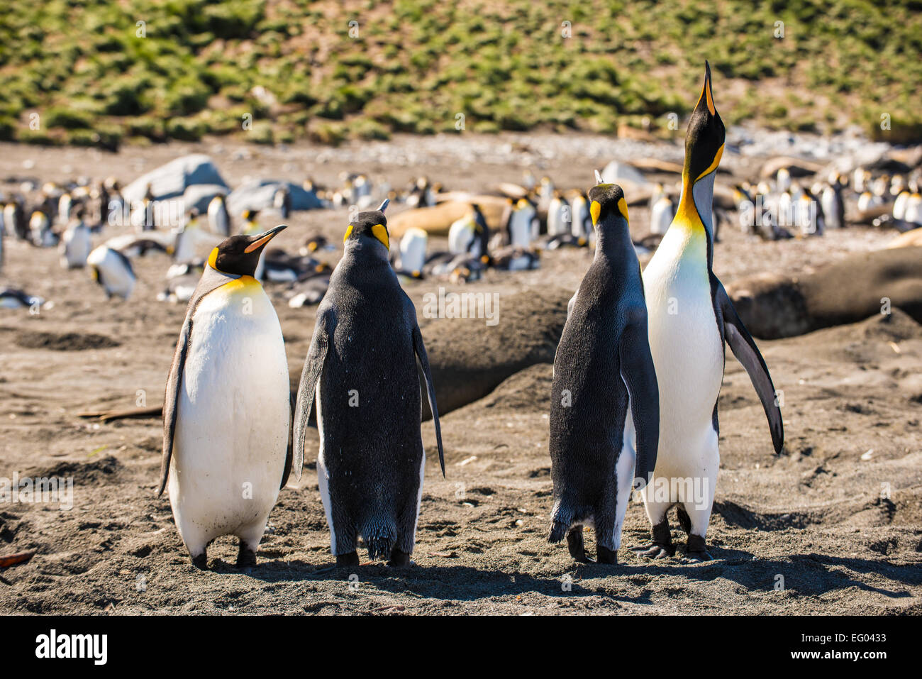 King Penguin (Aptenodytes patagonicus) at Gold Harbour, South Georgia ...