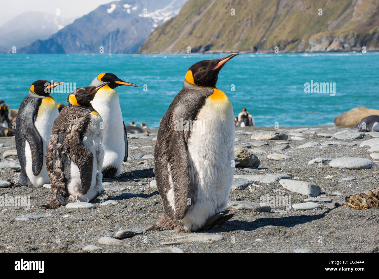 King Penguin (Aptenodytes patagonicus), Gold Harbour shore, South ...