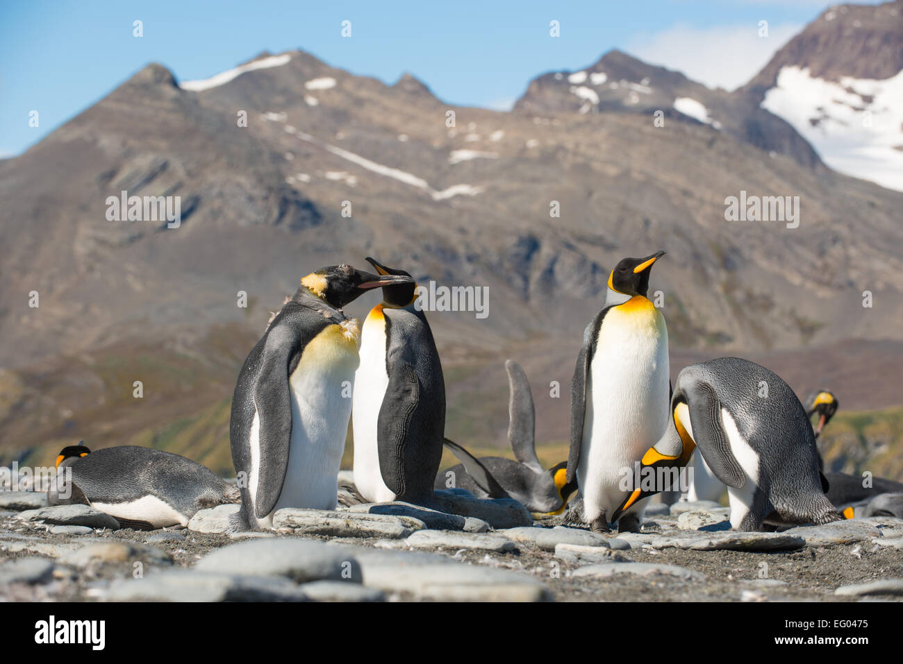 King Penguin (Aptenodytes patagonicus) at Gold Harbour, South Georgia ...