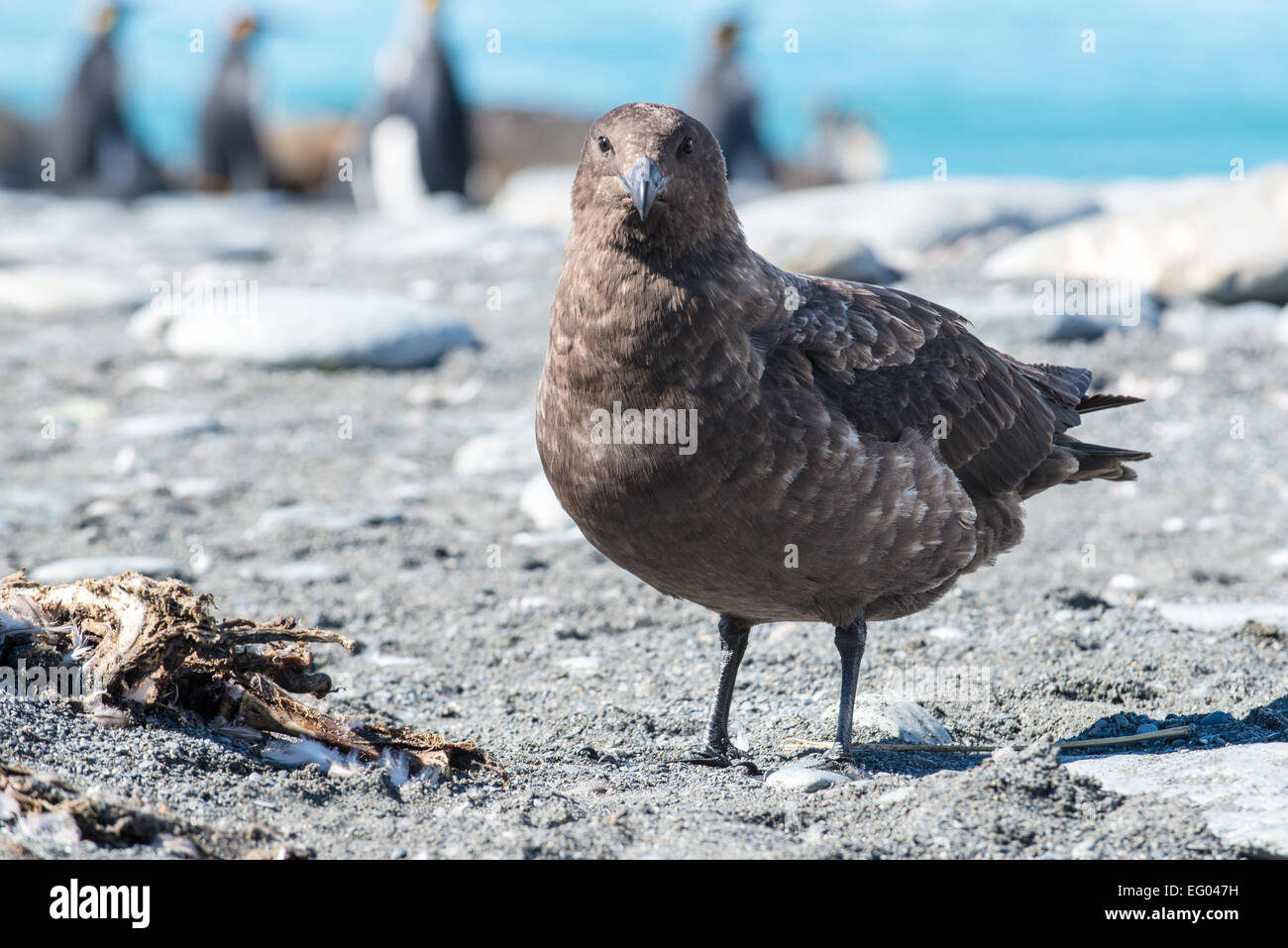 Brown skua (Stercorarius antarcticus) at Gold Harbour, South Georgia, Antarctica Stock Photo - Alamy