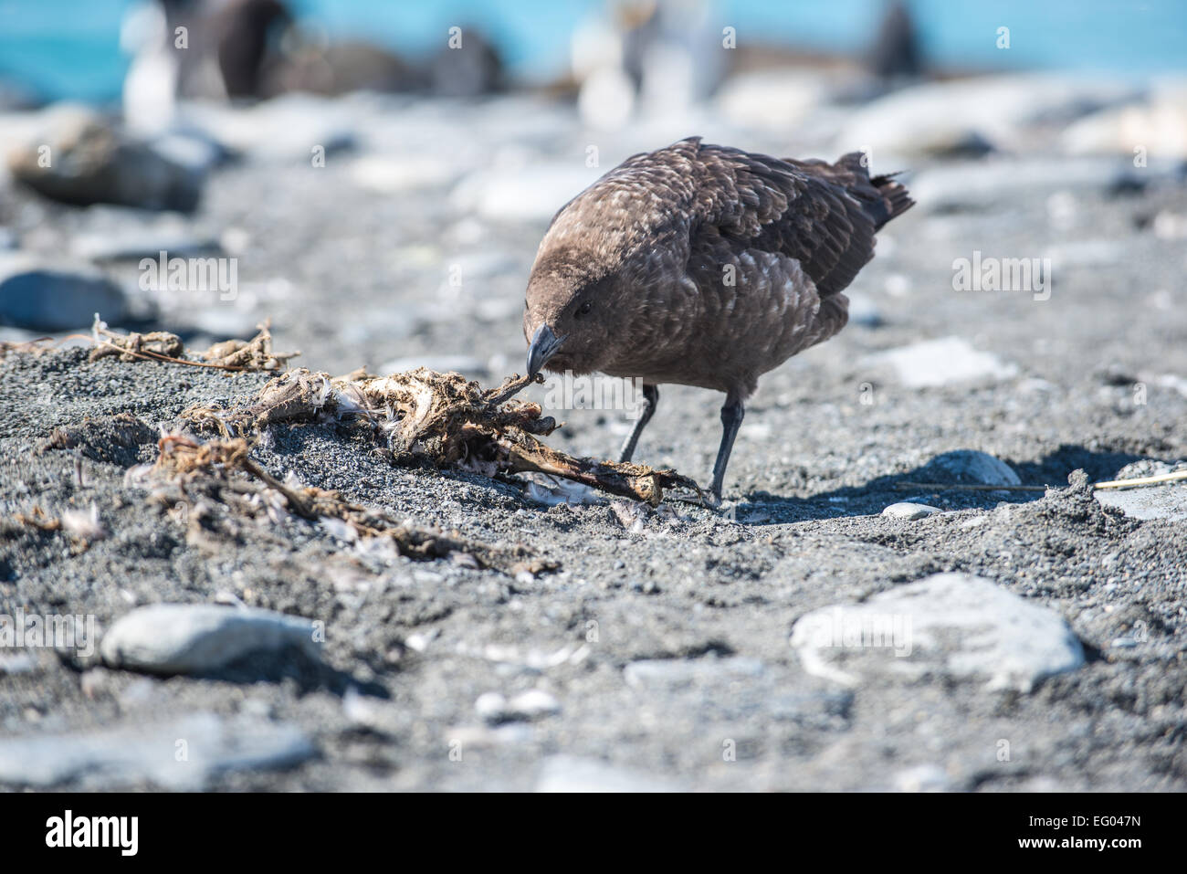 Giant skua hi-res stock photography and images - Alamy