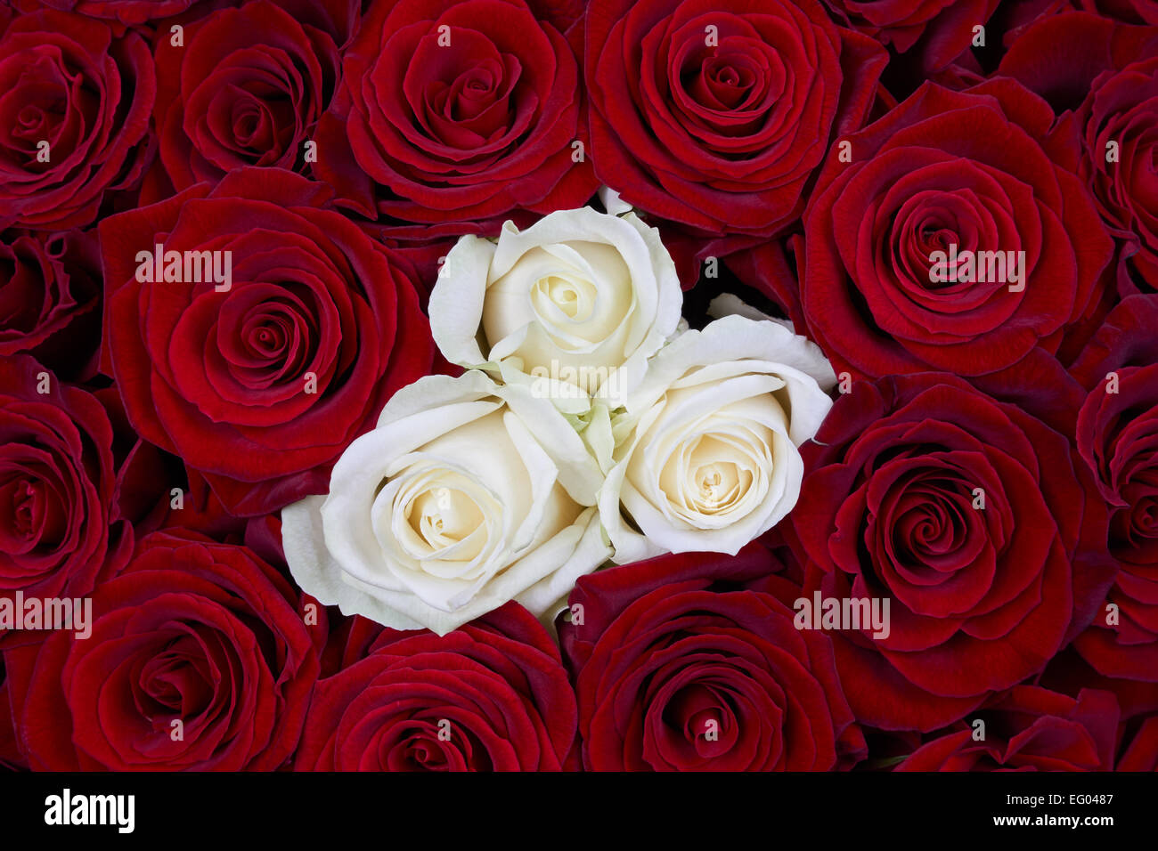 Three red roses surrounded by red roses in the bunch Stock Photo - Alamy