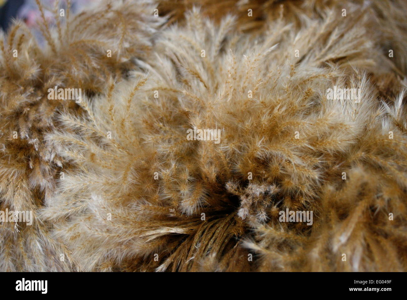 Bushy grass hi-res stock photography and images - Alamy