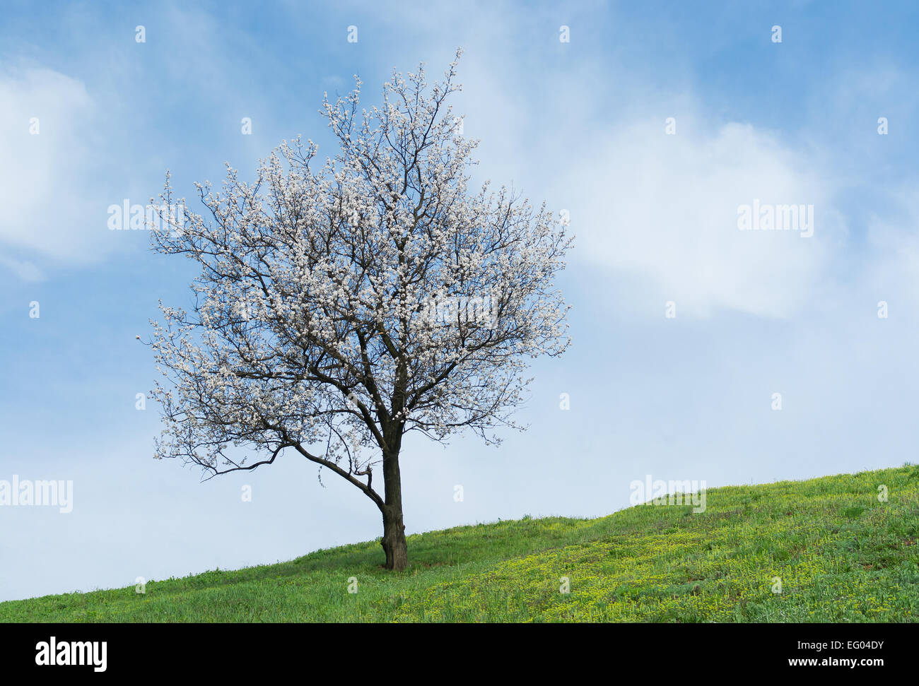 Ukrainian landscape with lonely apricot tree at flowering time Stock ...