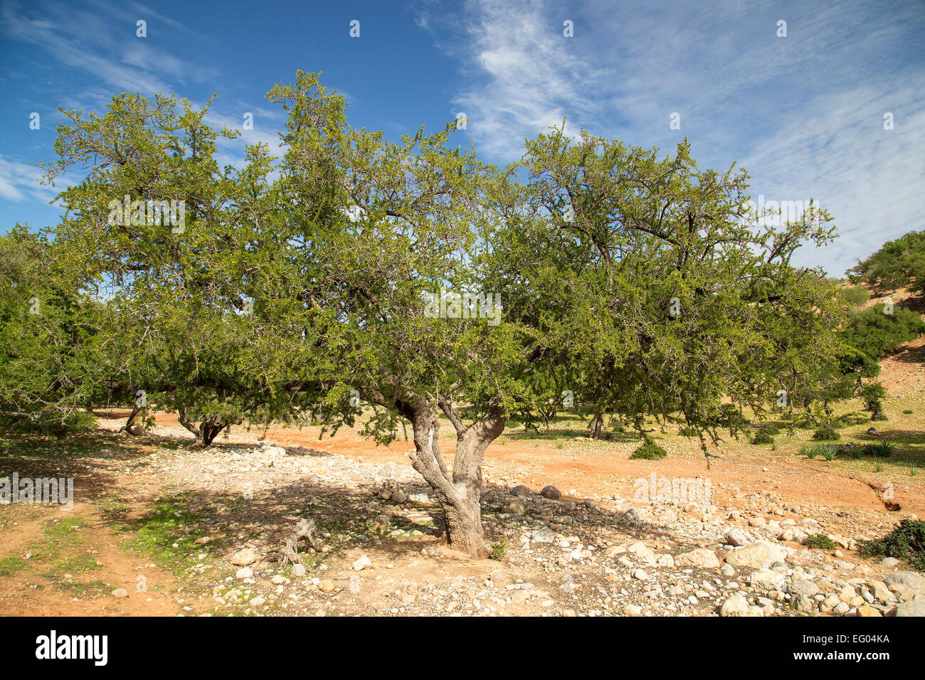 Argan tree in Morocco source of Argan oil Stock Photo - Alamy