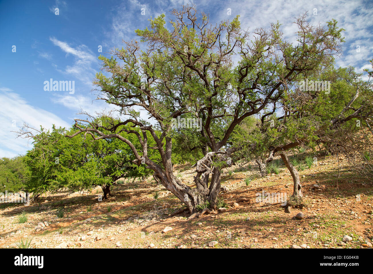 Argan tree in Morocco source of Argan oil Stock Photo - Alamy