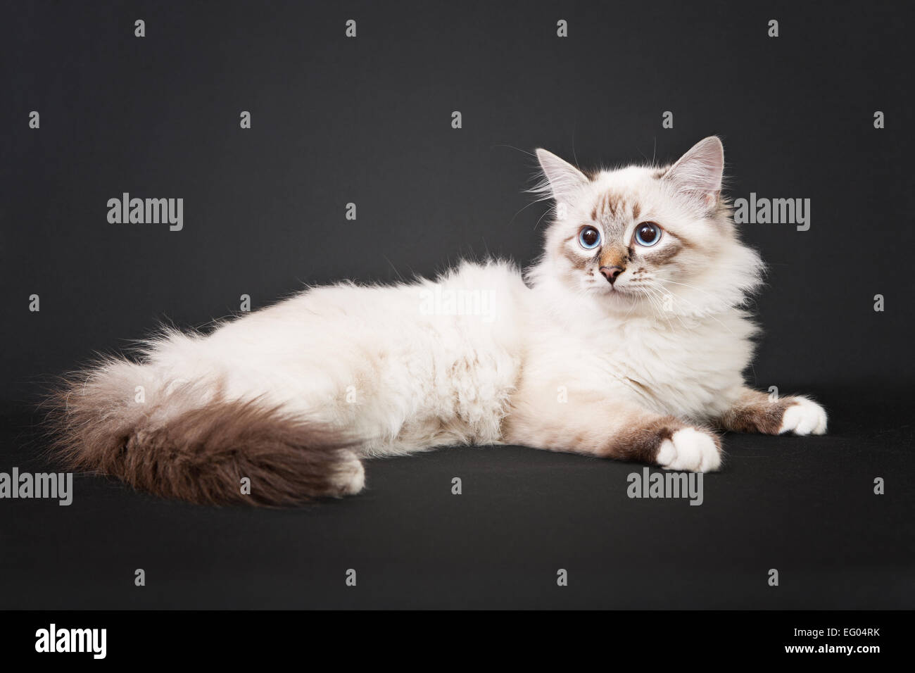 Siberian forest kitten isolated on black background Stock Photo - Alamy