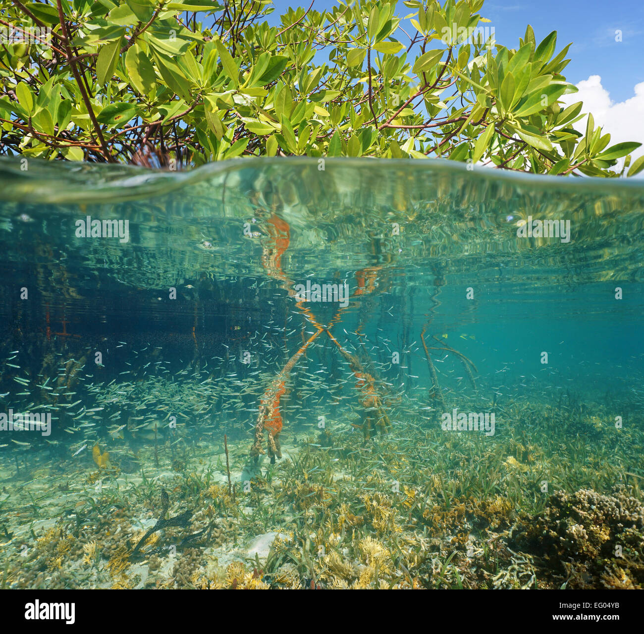 Mangrove ecosystem over and under the sea with foliage above water ...