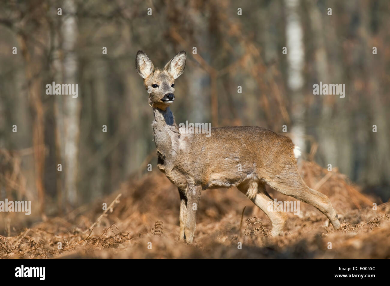 Stag hunting hi-res stock photography and images - Alamy