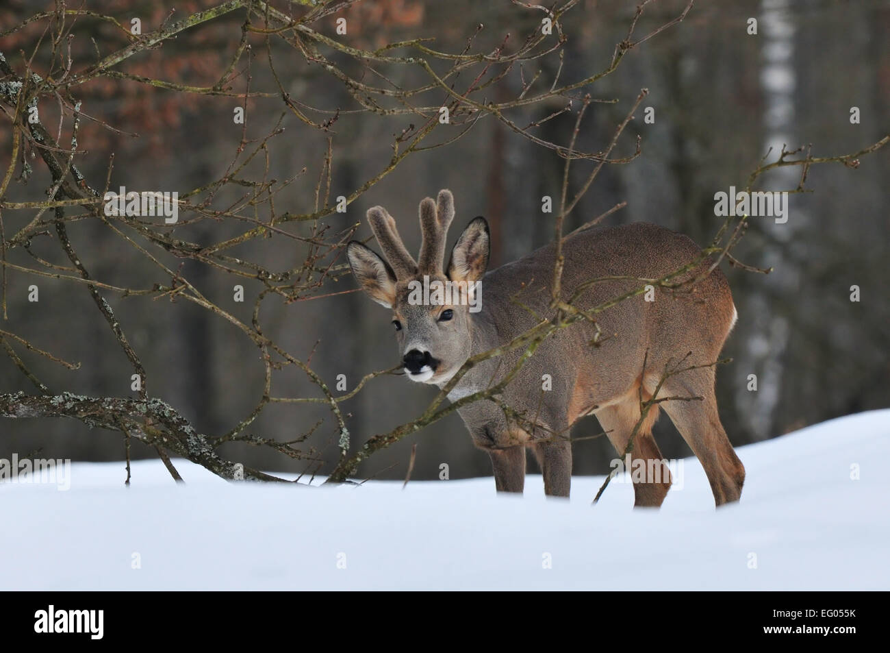 Deer eating tree hi-res stock photography and images - Alamy