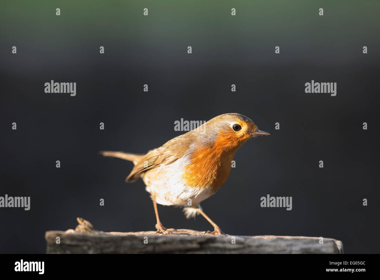 robin in sunlight isolated on log Stock Photo - Alamy