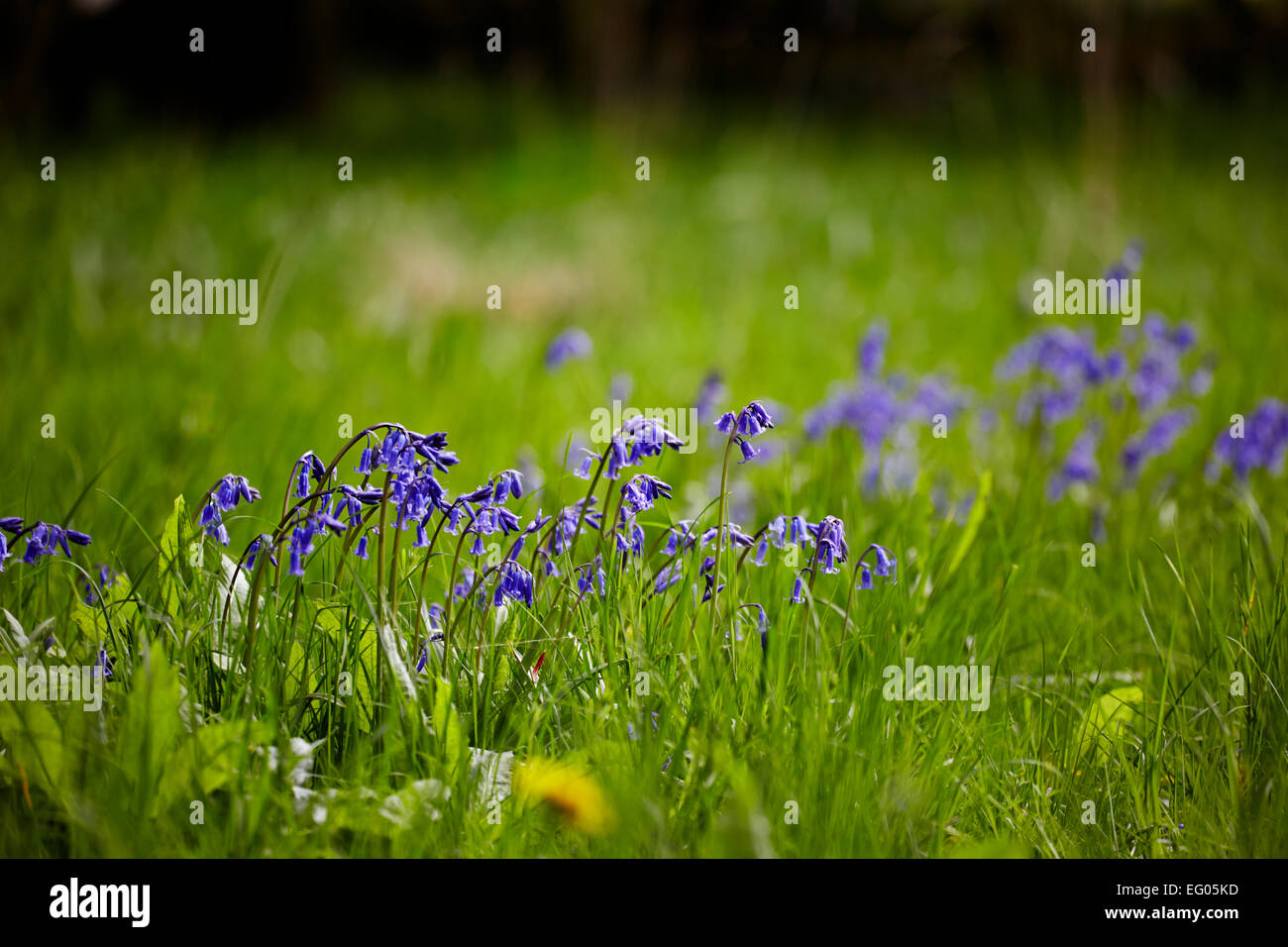 patch of english bluebells growing in the grass Stock Photo - Alamy