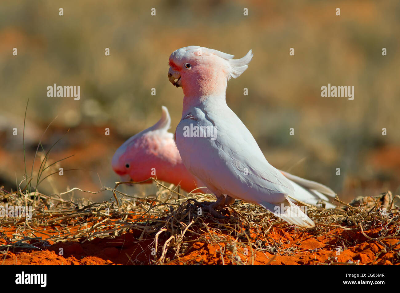Major Mitchell cockatoo bird Central Australia Northern Territory ...