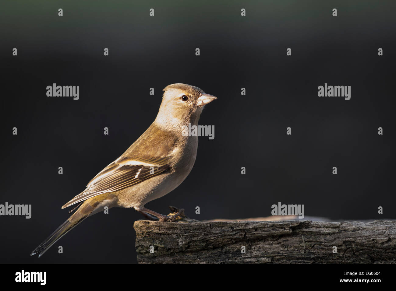 chaffinch on log perch isolated in sunlight Stock Photo - Alamy