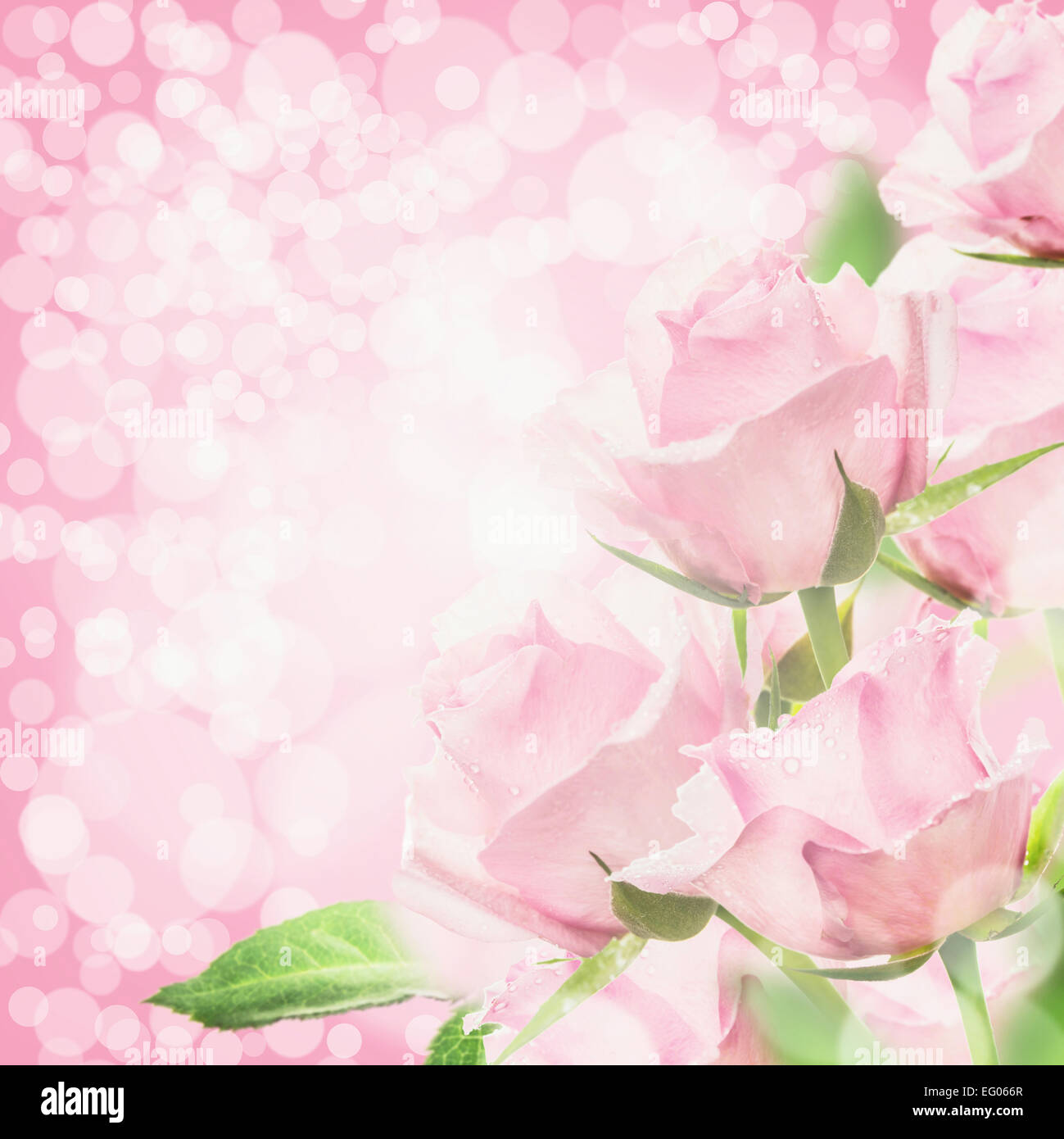 Pink roses bokeh background Stock Photo - Alamy