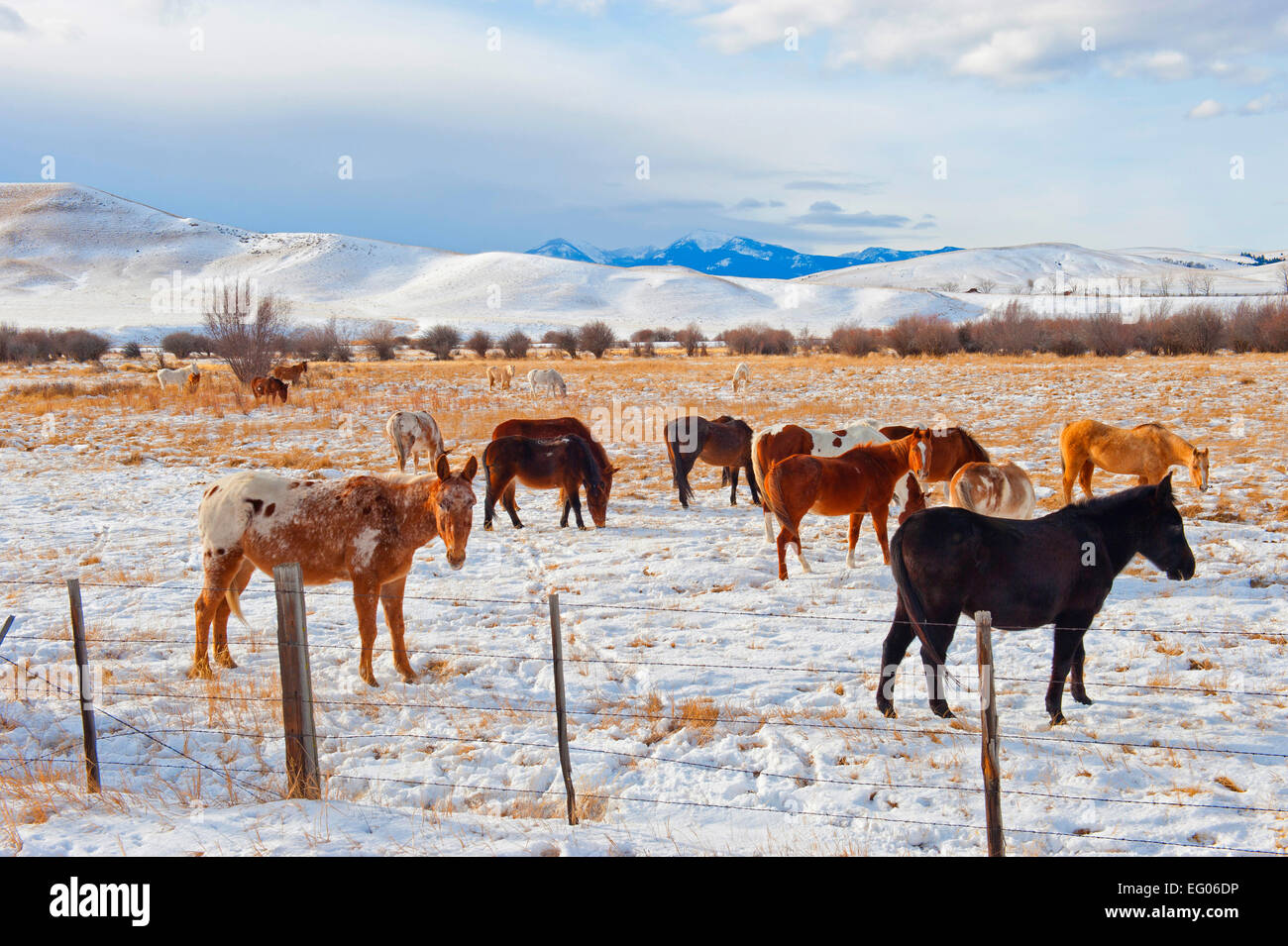 Donkeys in Winter Landscape Stock Photo - Alamy