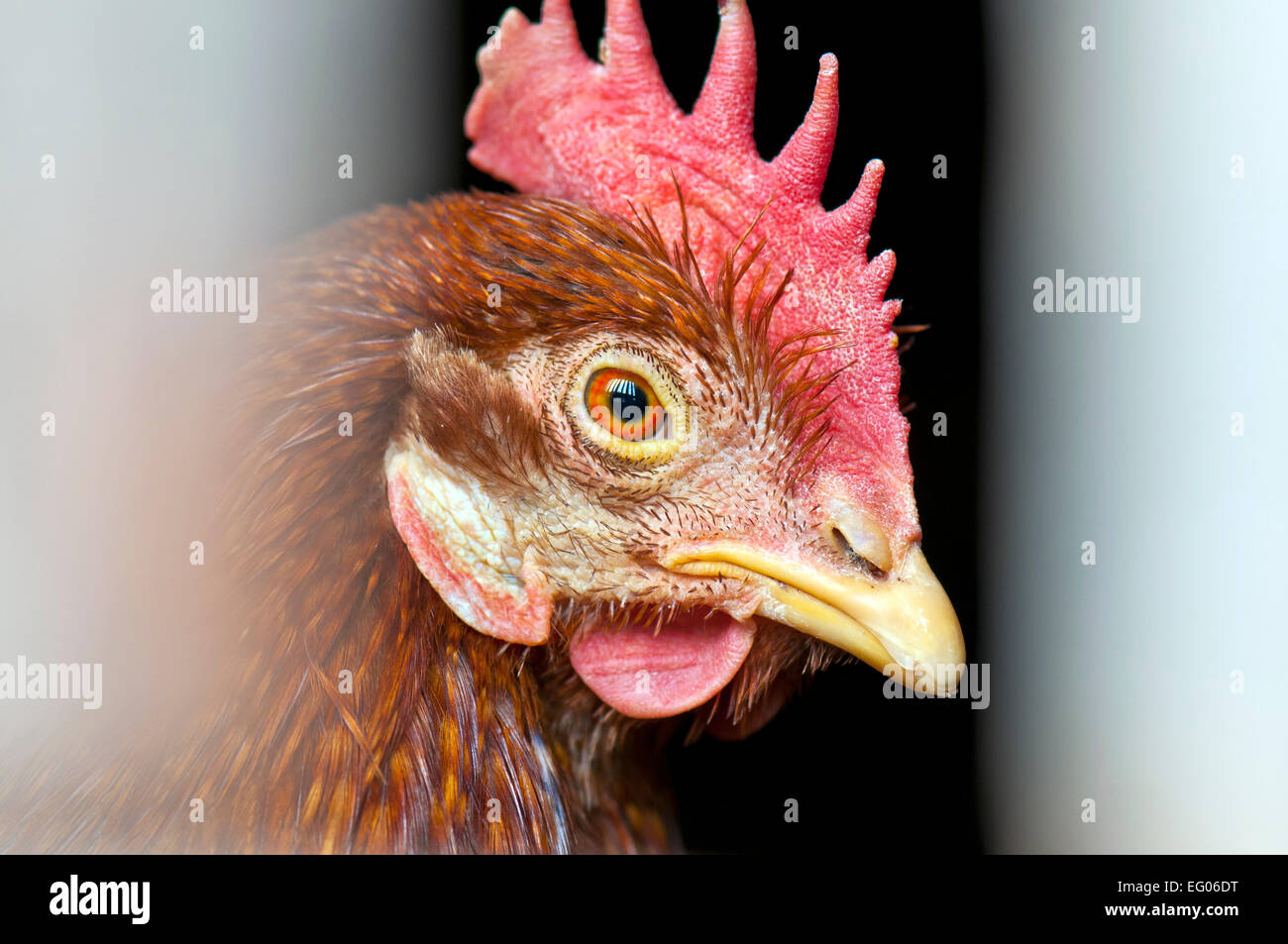 Chicken animal hi-res stock photography and images - Alamy