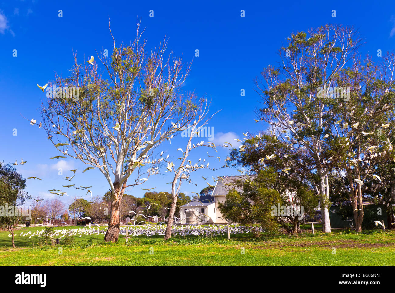 Corella's birds flock flight gum trees South Australia Australian ...