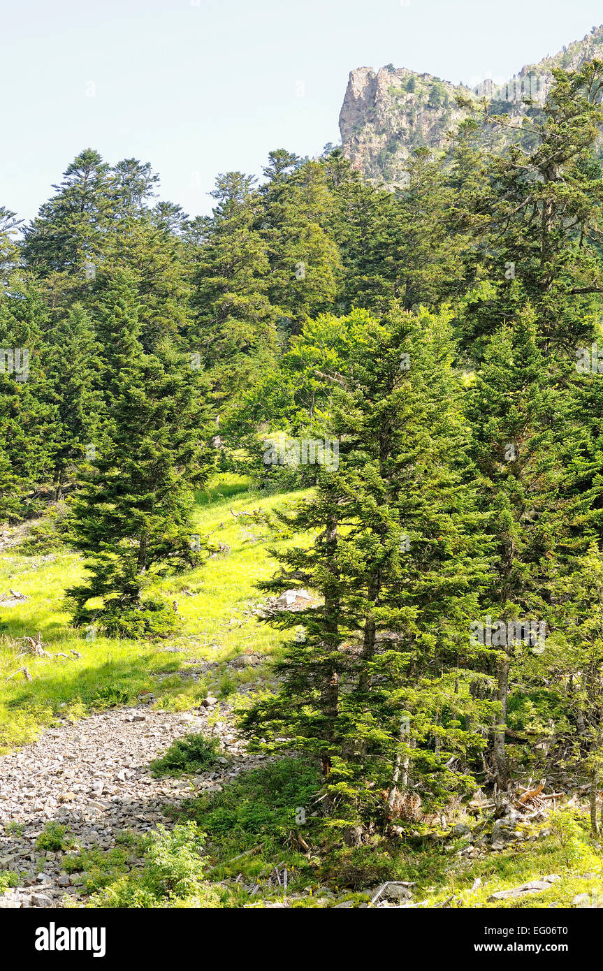 Silver fir forest abies alba hi-res stock photography and images - Alamy