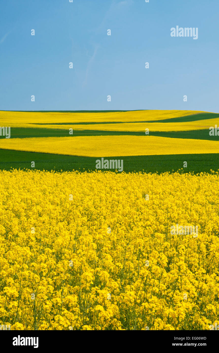 Rape field in blossom germany europe Stock Photo - Alamy