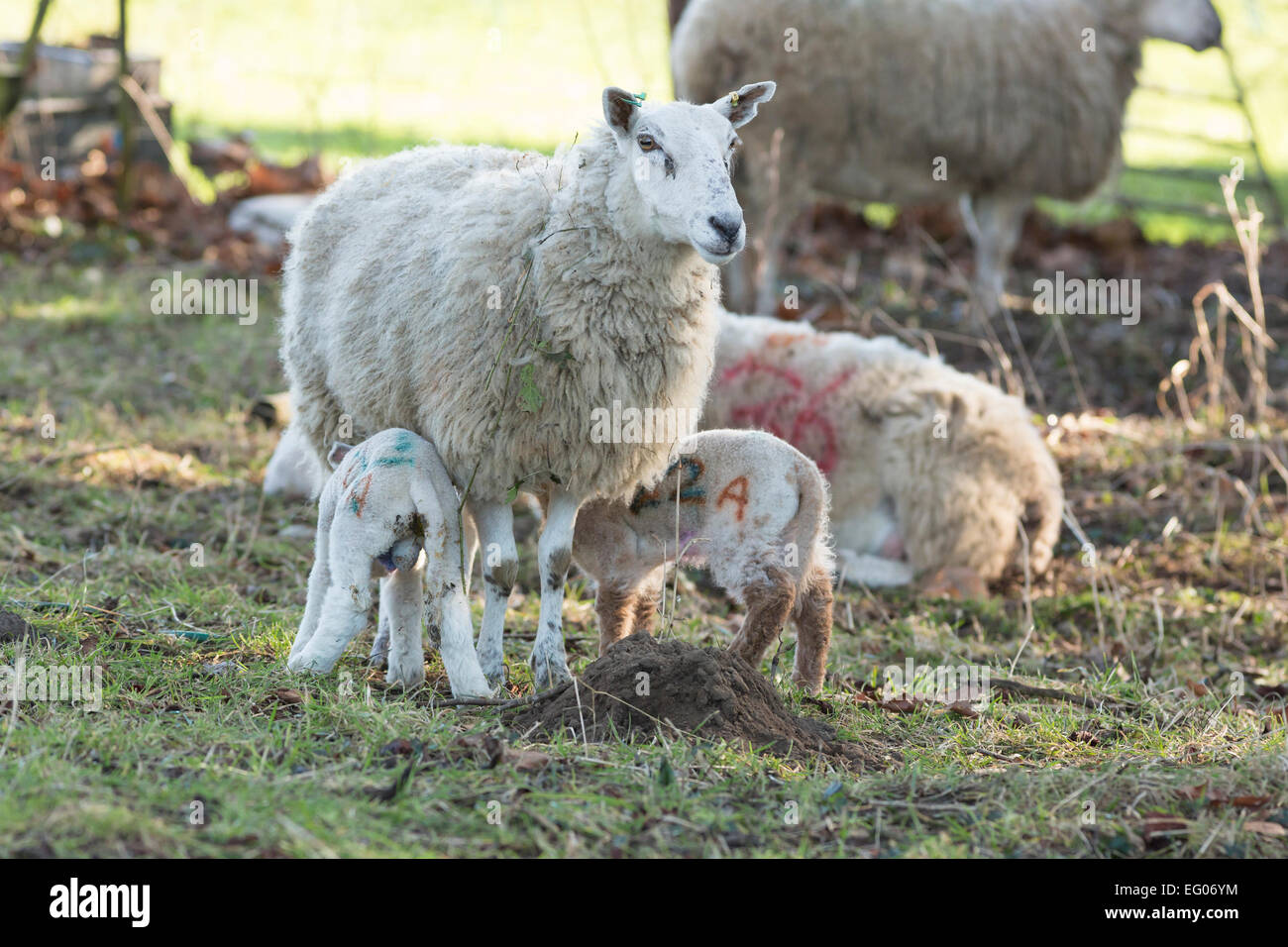 sheep ewe feeding twin lambs Stock Photo - Alamy