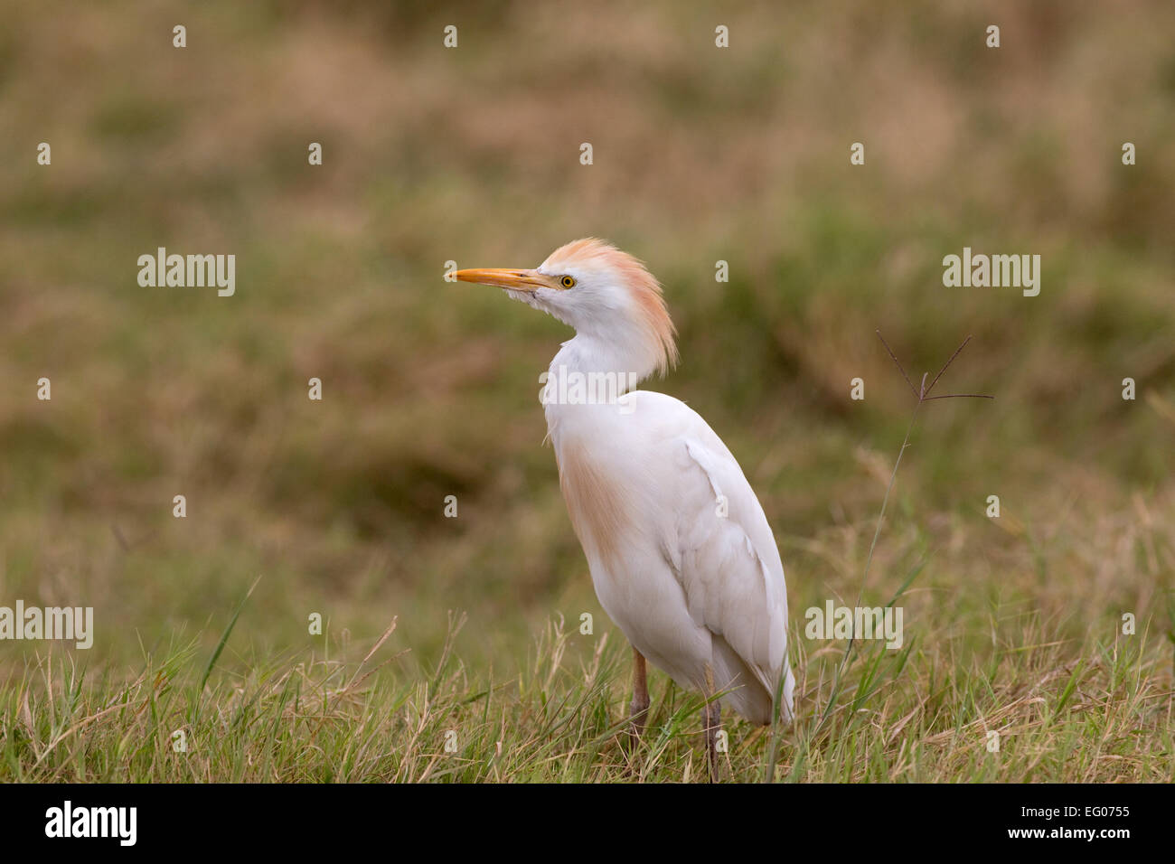Cattle egret or Buff-backed heron Bulbucus ibis Amboseli National Park ...