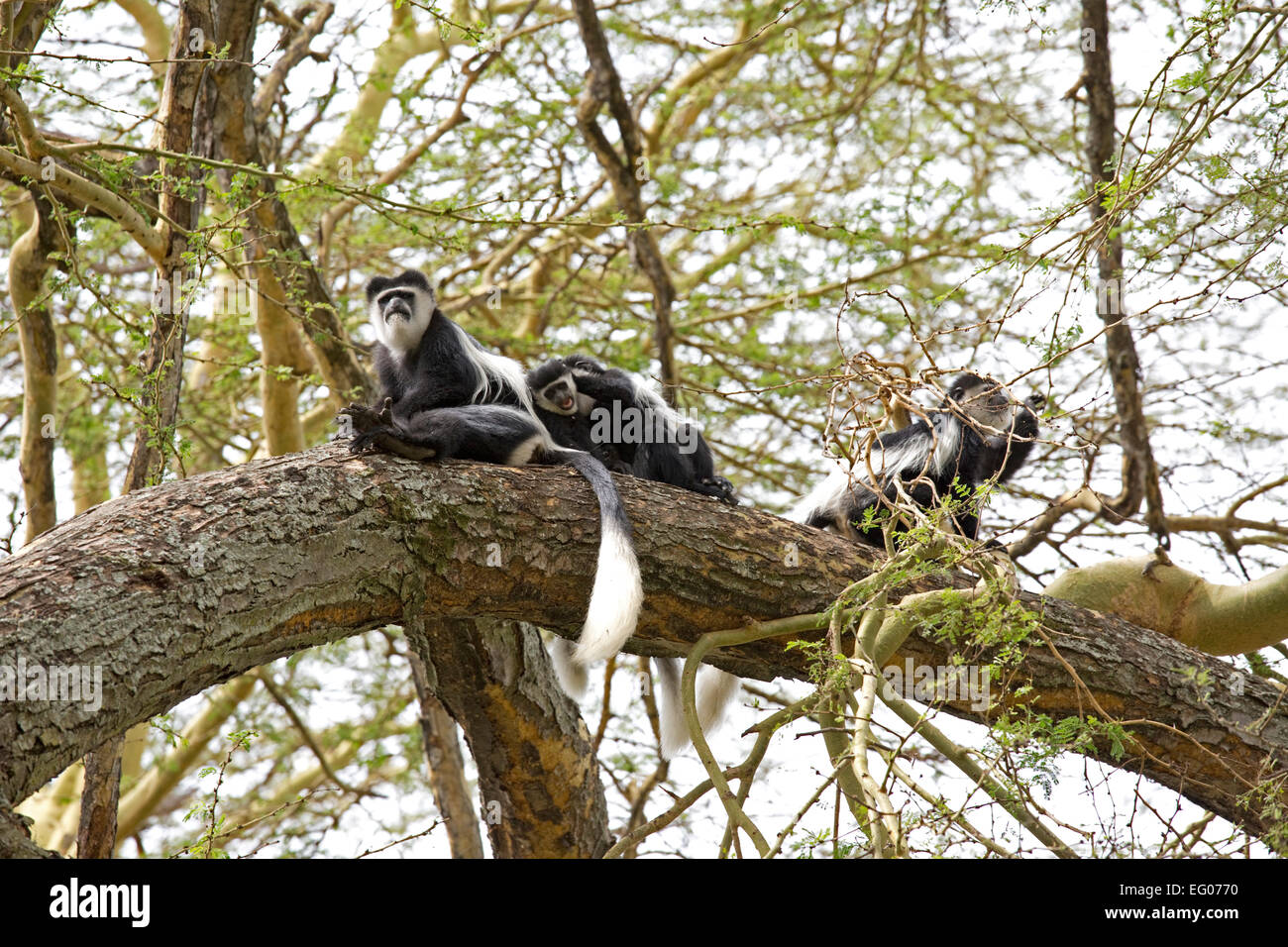 Monkeys in tree hi-res stock photography and images - Alamy