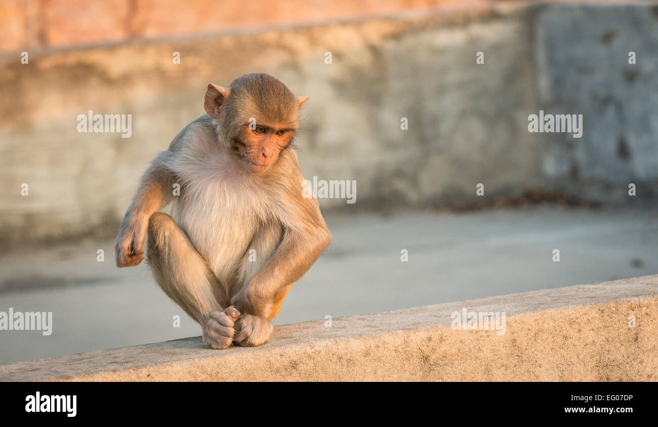 An infant Macaque monkey at the Monkey Temple, Jaipur, India Stock ...