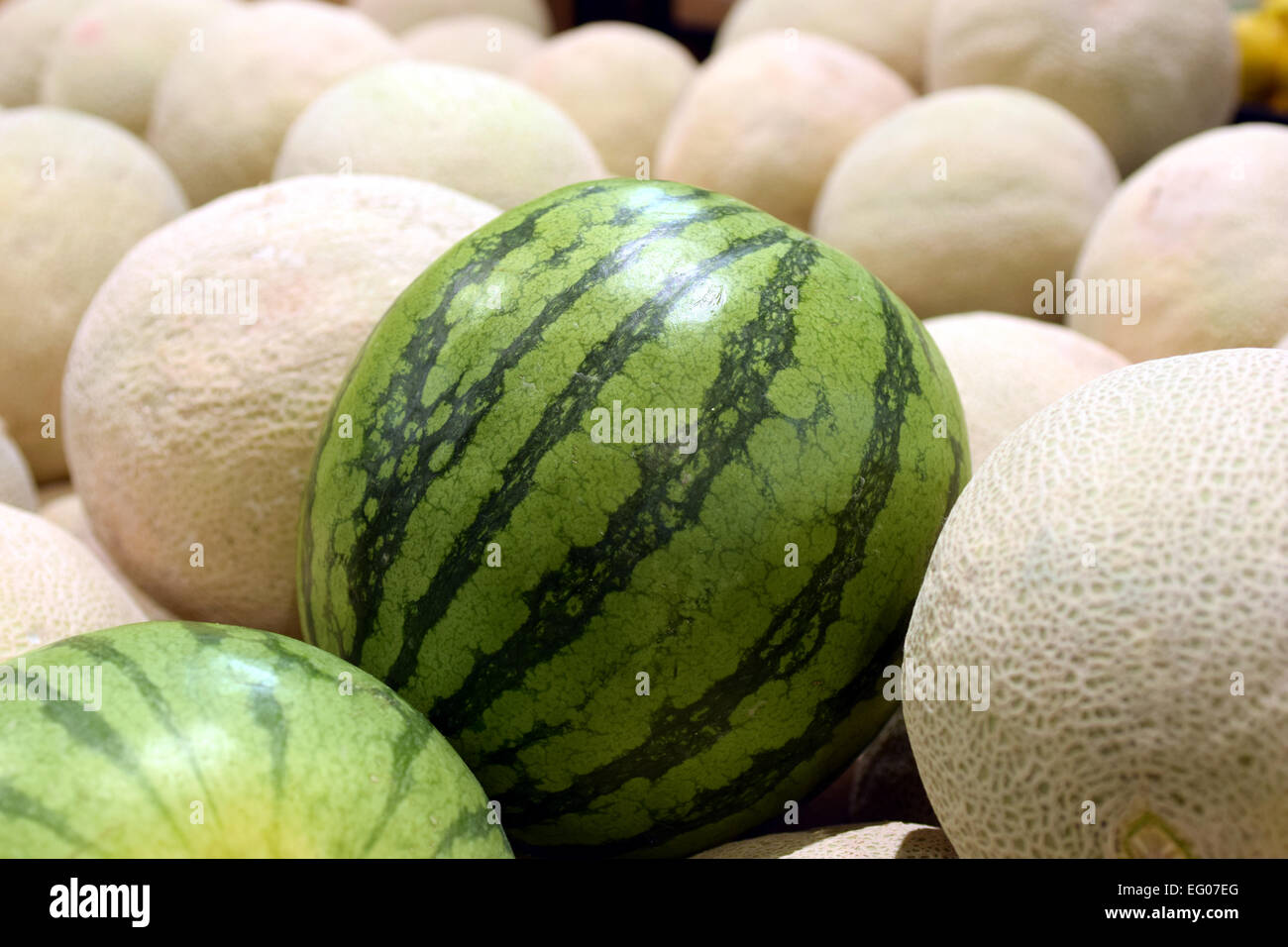 Beautiful watermelon, fruit, were selected to be photographed Stock ...