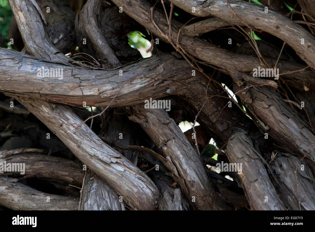 Twisted vine hi-res stock photography and images - Alamy