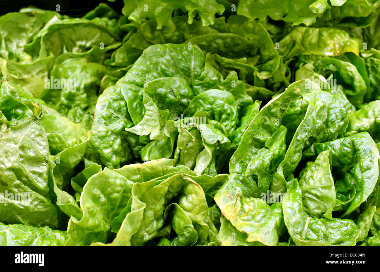 Healthy lettuce, vegetable, were selected to be photographed Stock ...