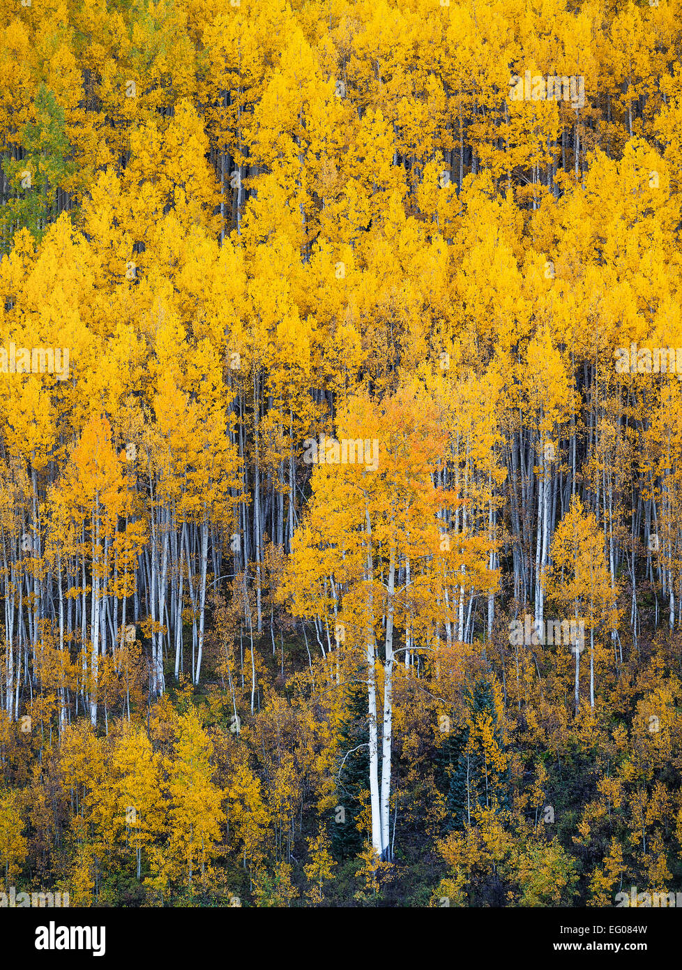 Gunnison National Forest, West Elk Mountains, CO: Aspen hillside in ...