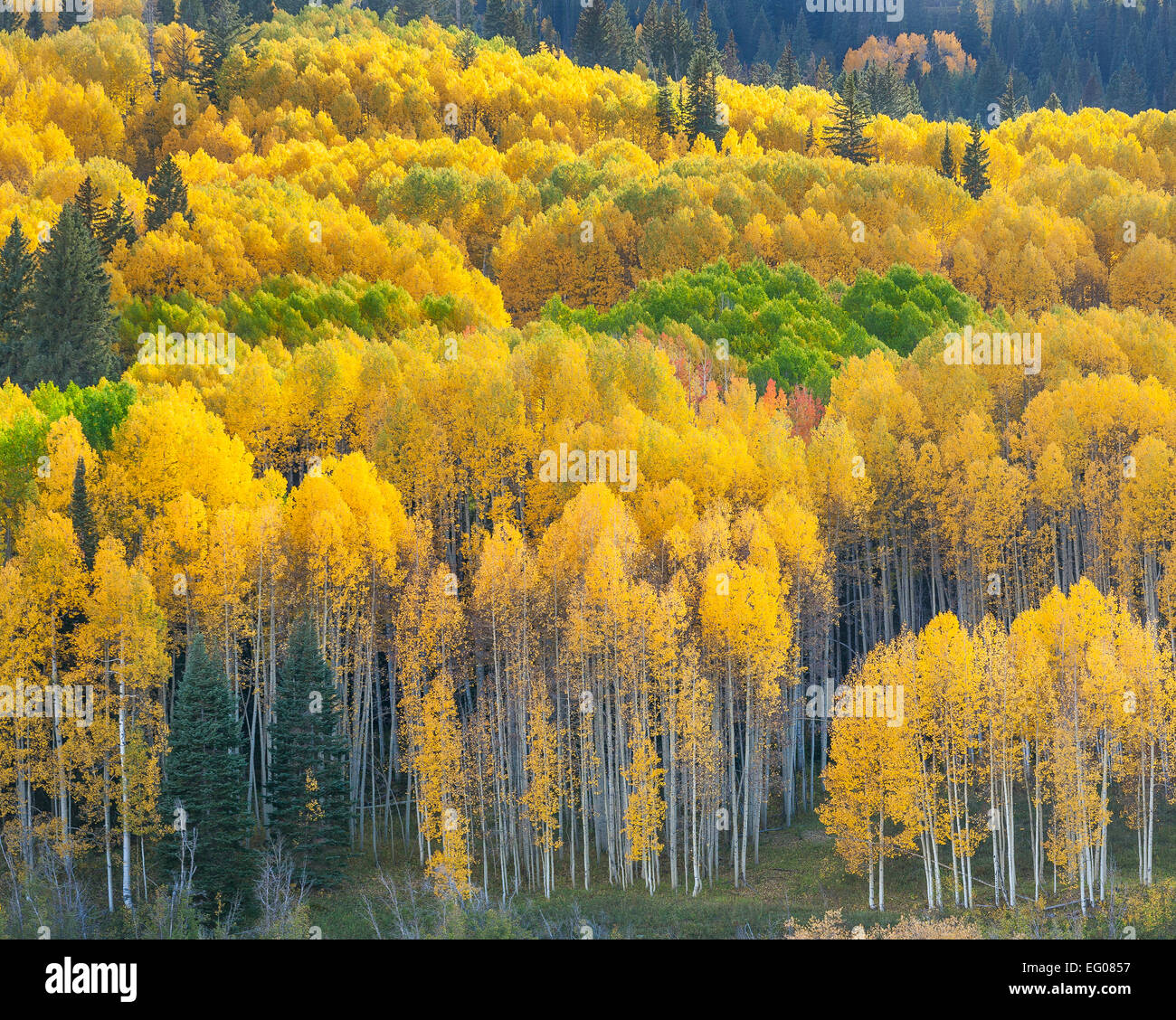 Gunnison National Forest, West Elk Mountains, CO: Aspen hillside in ...