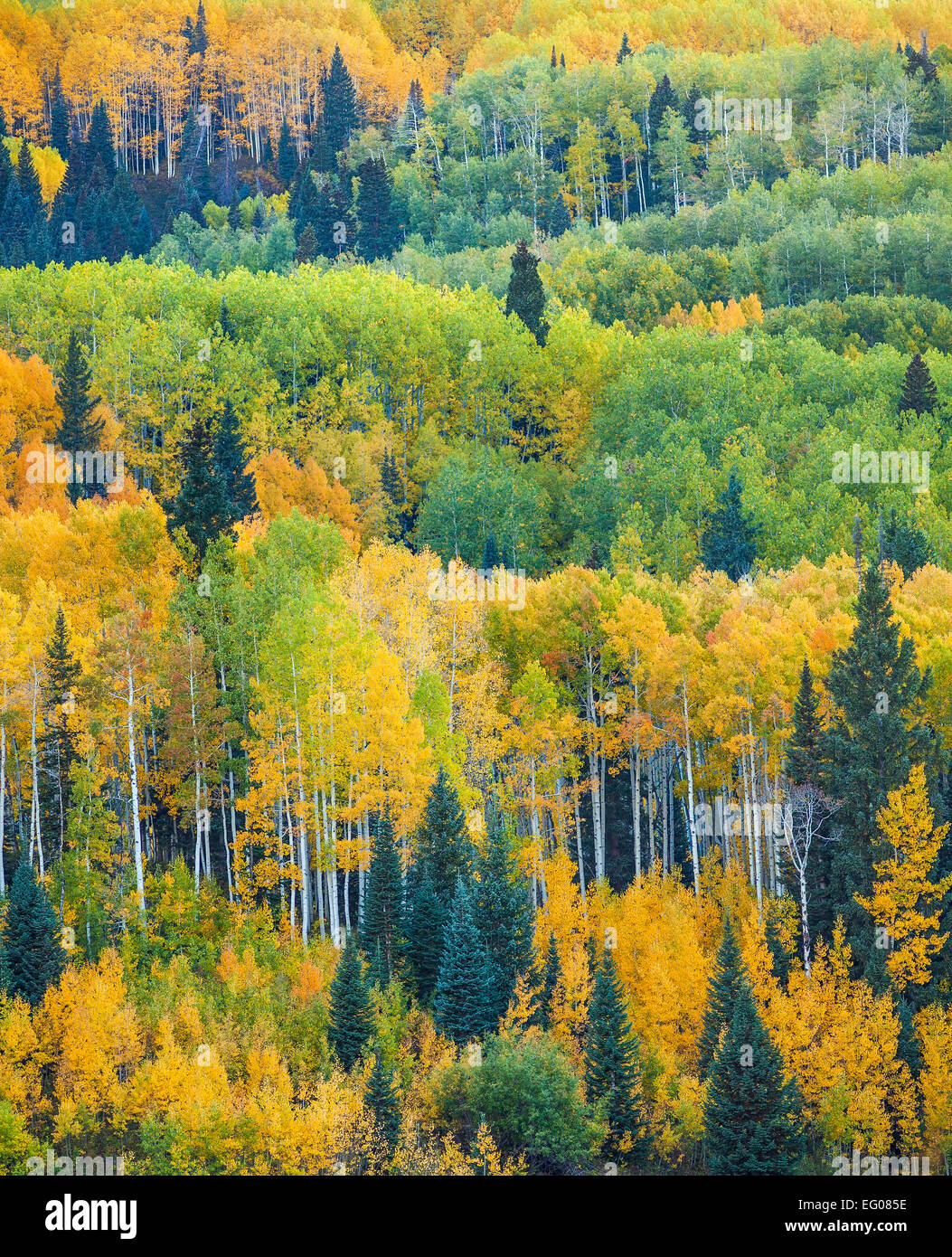 Gunnison National Forest, West Elk Mountains, CO: Aspen hillside in ...