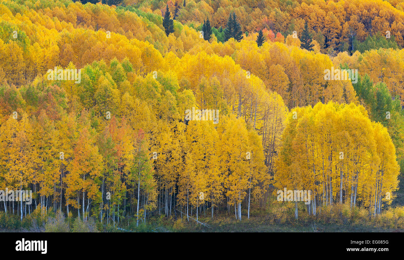 Gunnison National Forest, West Elk Mountains, CO: Aspen grove in fall ...