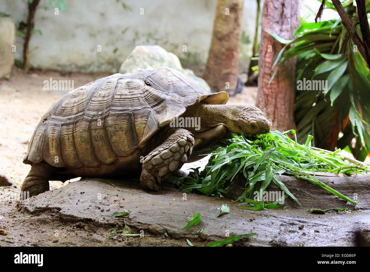 African forest turtle hi-res stock photography and images - Alamy