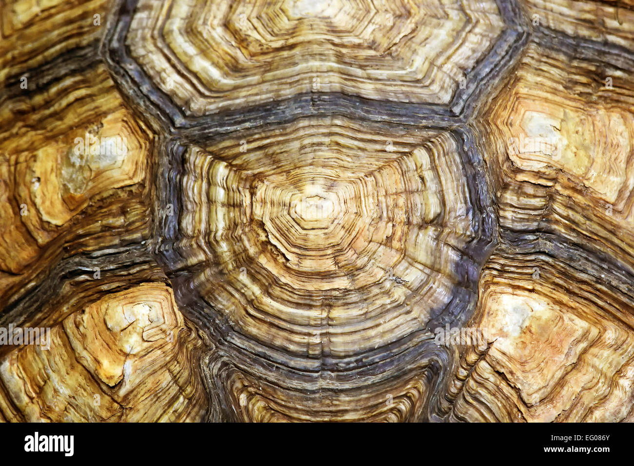 turtle carapace as background or texture Stock Photo - Alamy