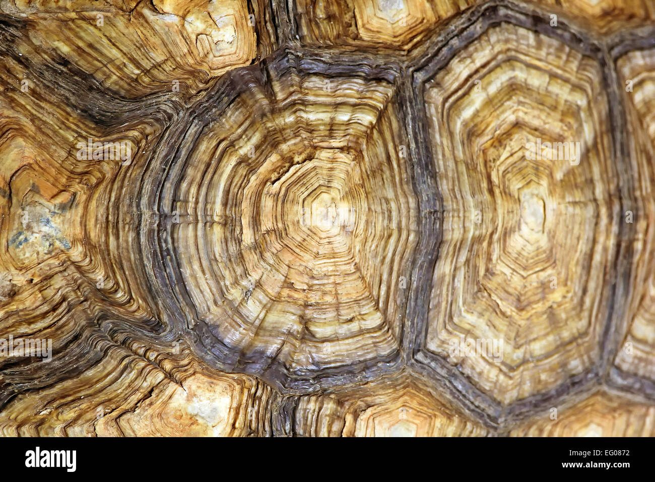turtle carapace as background or texture Stock Photo - Alamy