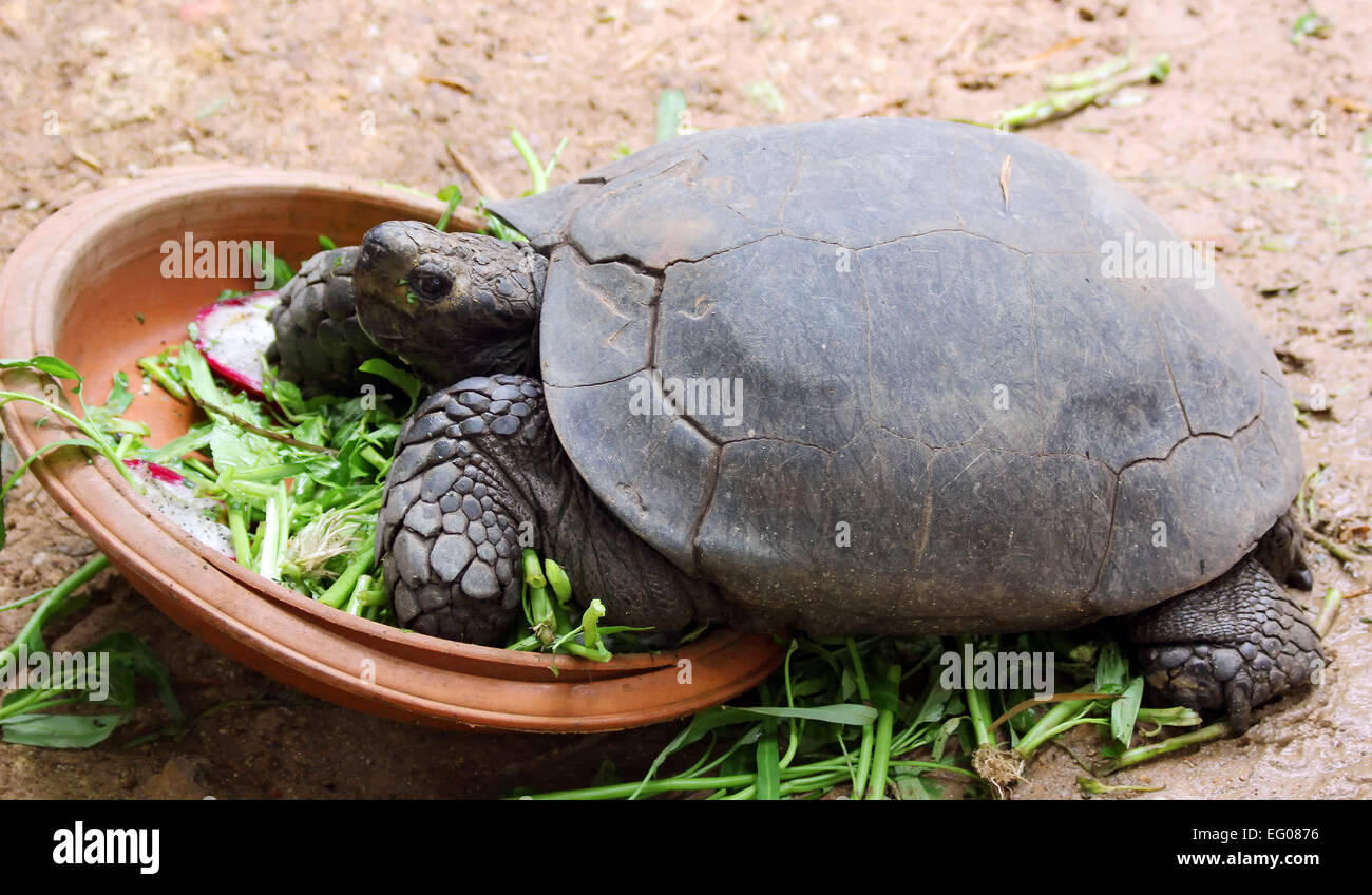 African forest turtle hi-res stock photography and images - Alamy