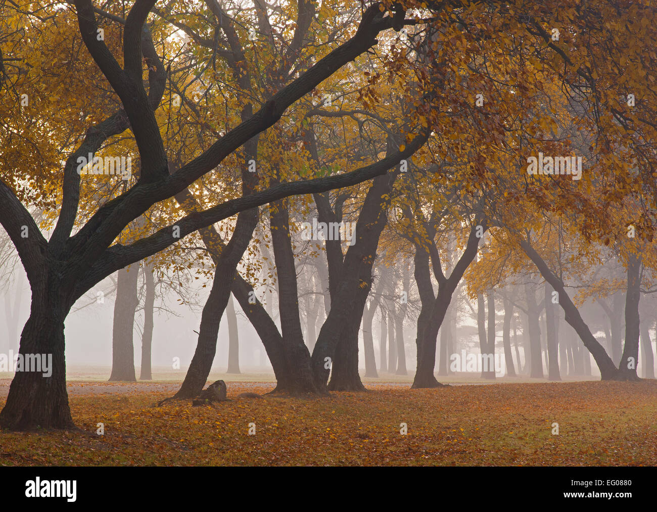 Beeds Lake State Park, Franklin County, Iowa Gracefully curved trunks ...