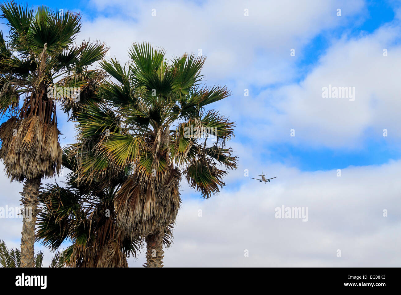 Airplane flying over palm trees hi-res stock photography and images - Alamy
