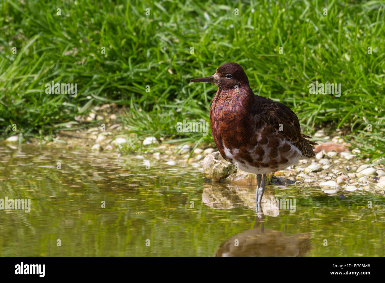 Ruff, Philomachus pugnax, in full breeding plumage Stock Photo - Alamy