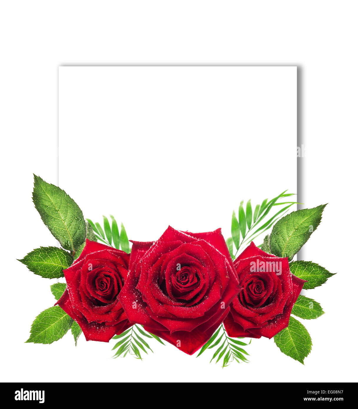 Sign card with roses and leaves on white background Stock Photo - Alamy