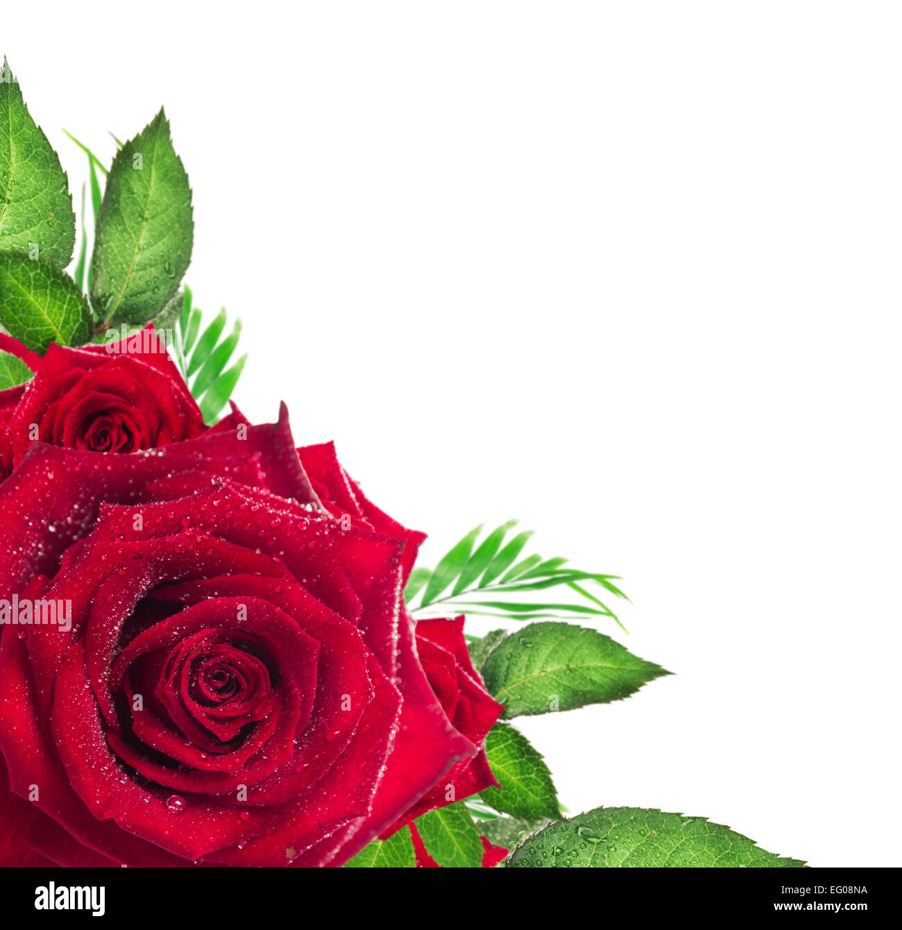 Red Rose Corner Border