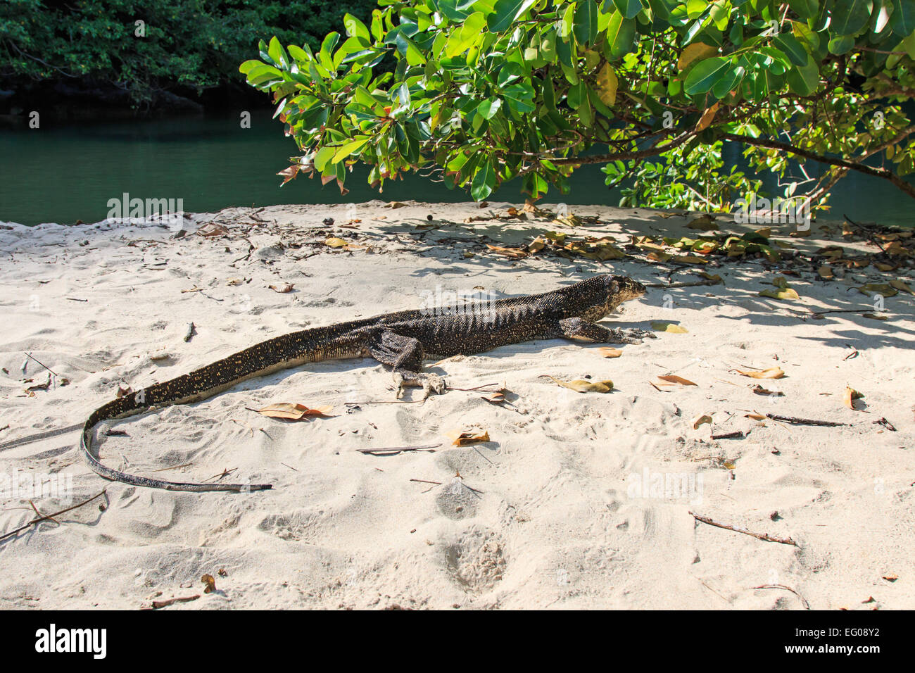 Lizard on a beach of the Philippines, Palawan water monitor Stock Photo ...