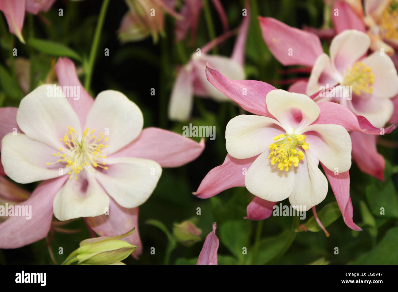 Pink aquilegia flowers Stock Photo - Alamy